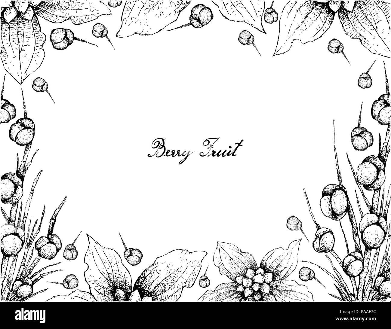Berry Fruit, Illustration Frame of Hand Drawn Sketch of Dwarf Dogwood ...