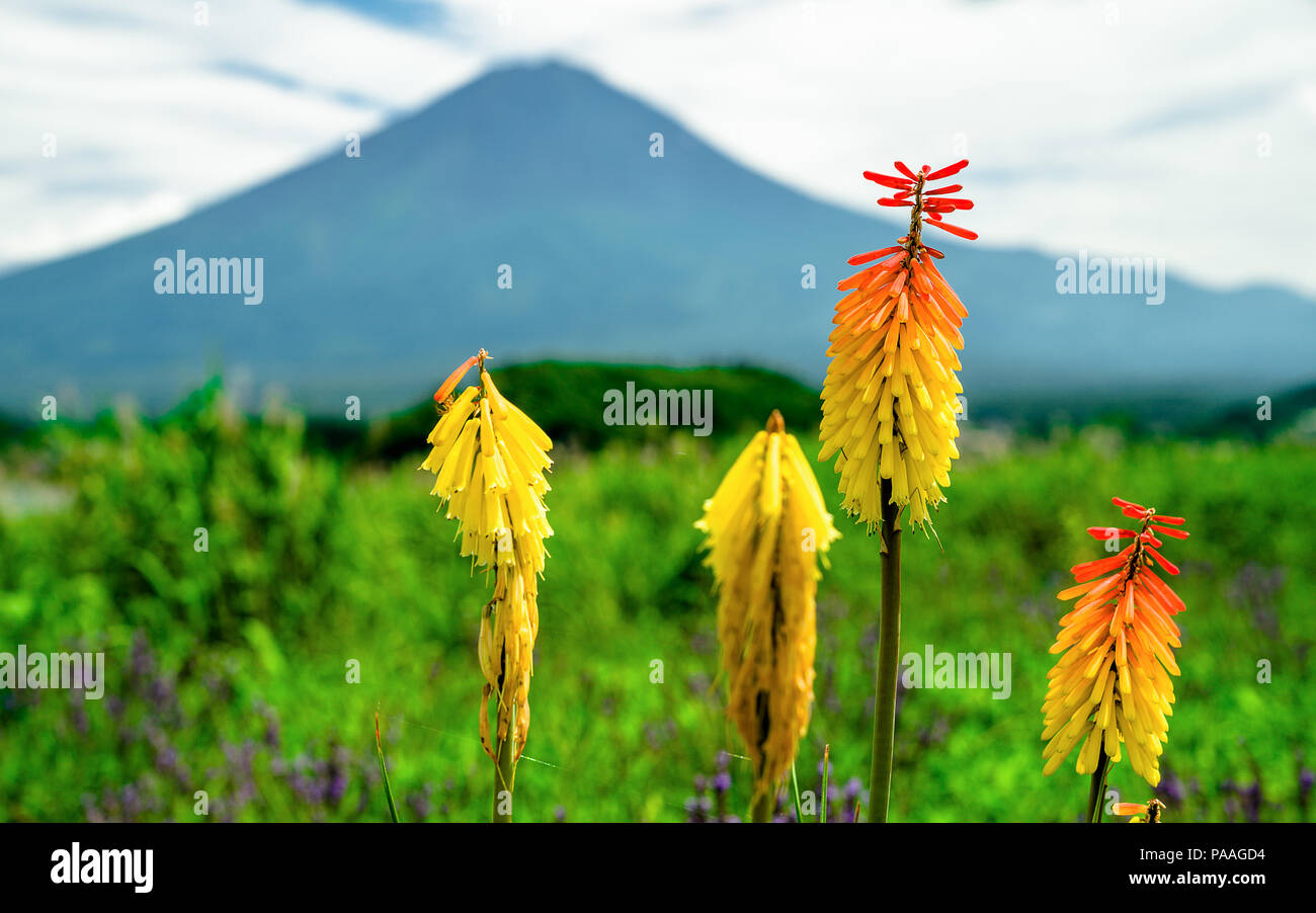 Close-up flower with Fuji mountain as background Stock Photo - Alamy