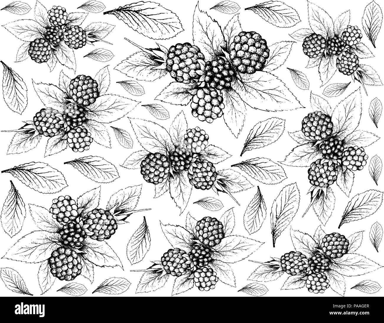 Berry Fruit, Illustration Wallpaper of Hand Drawn Sketch of Fresh ...