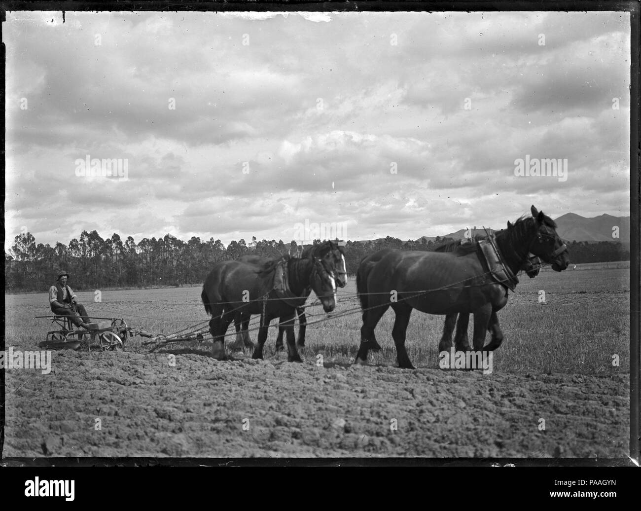 Draught horses hi-res stock photography and images - Alamy