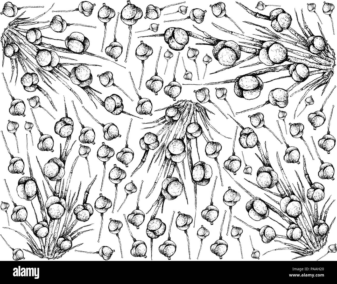 Berry Fruit, Illustration Wallpaper of Hand Drawn Sketch of Fresh Sea ...