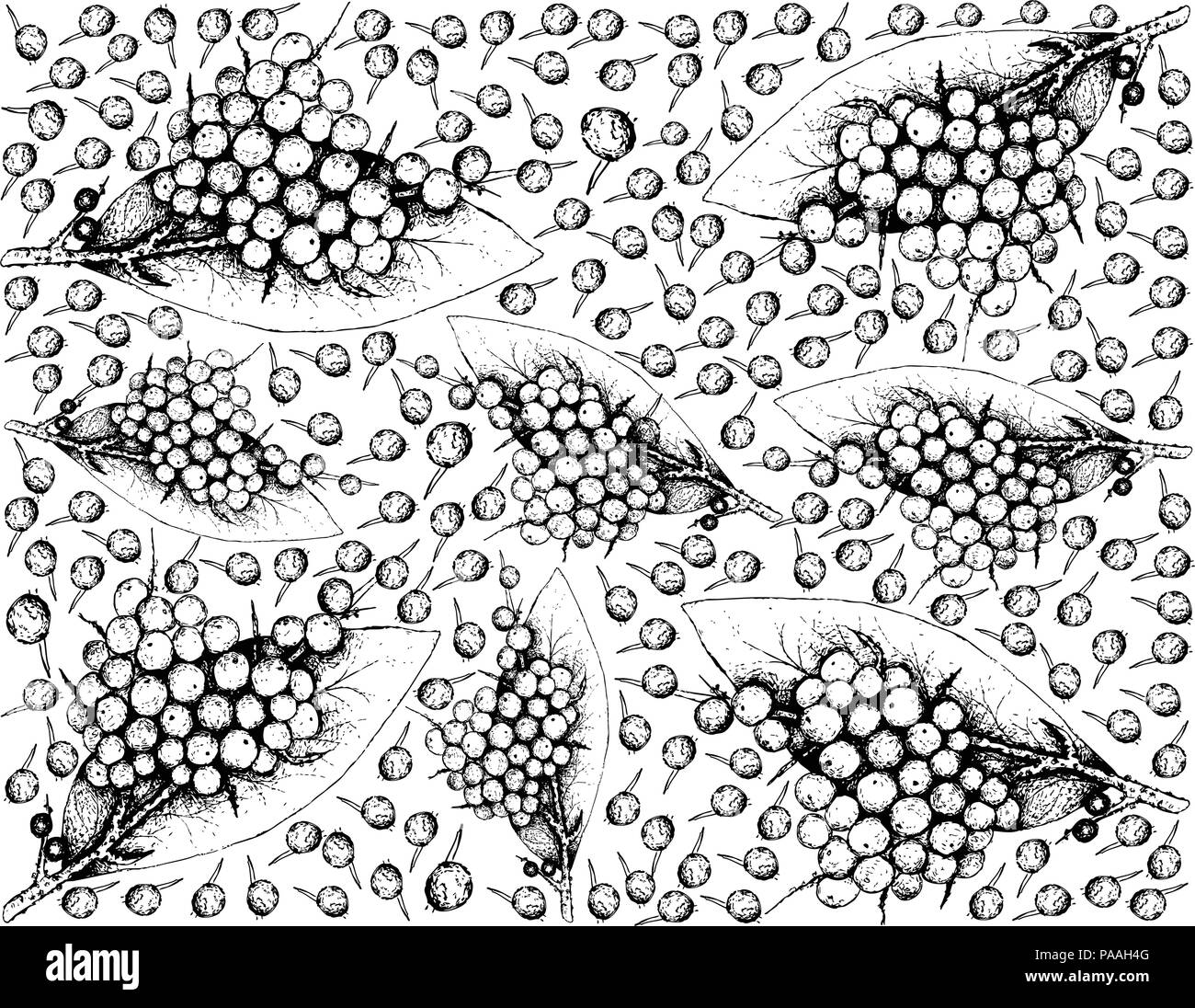 Black pepper berry Stock Vector Images - Alamy