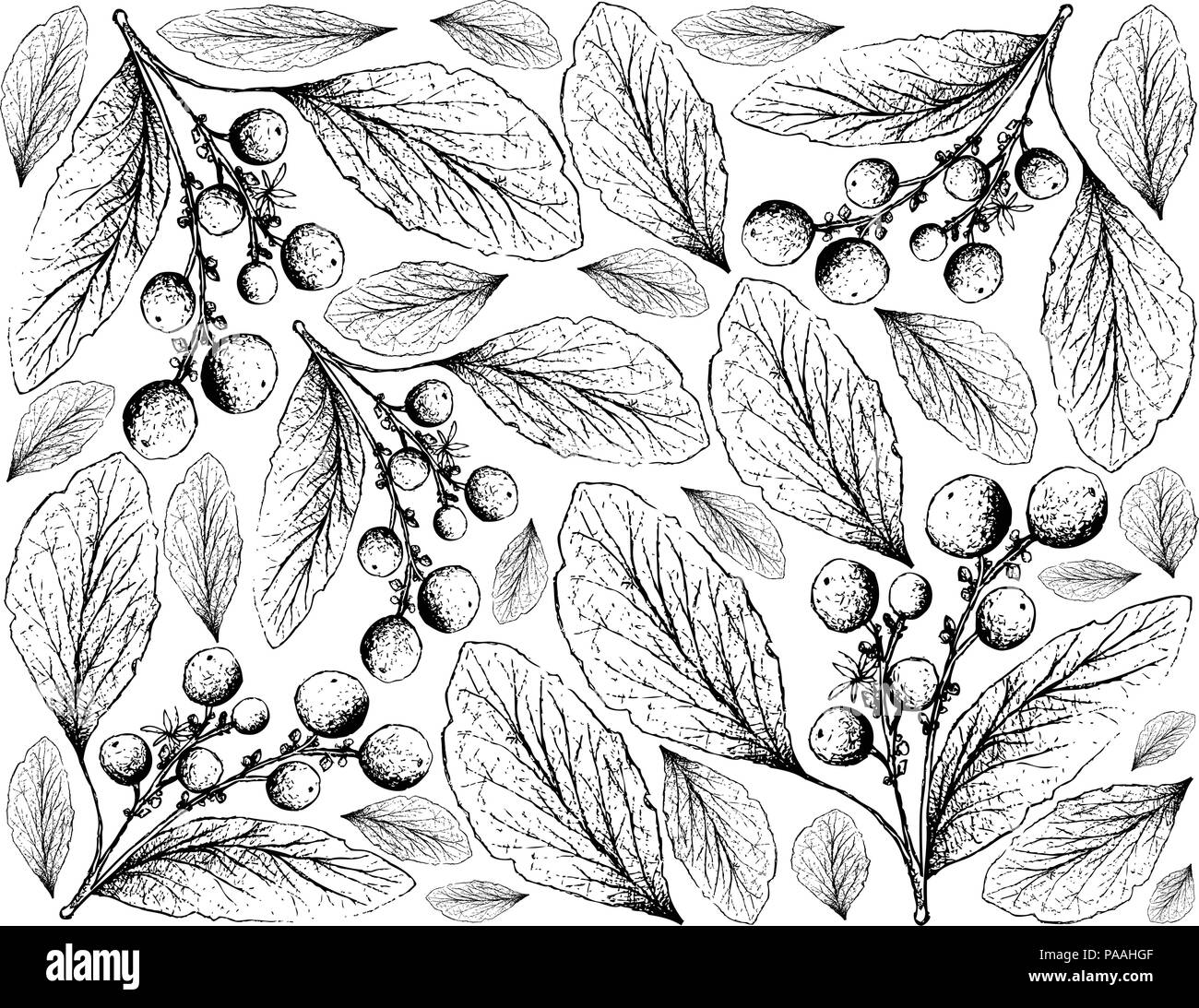 Berry Fruit, Illustration Wallpaper of Hand Drawn Sketch of Orangeberry ...
