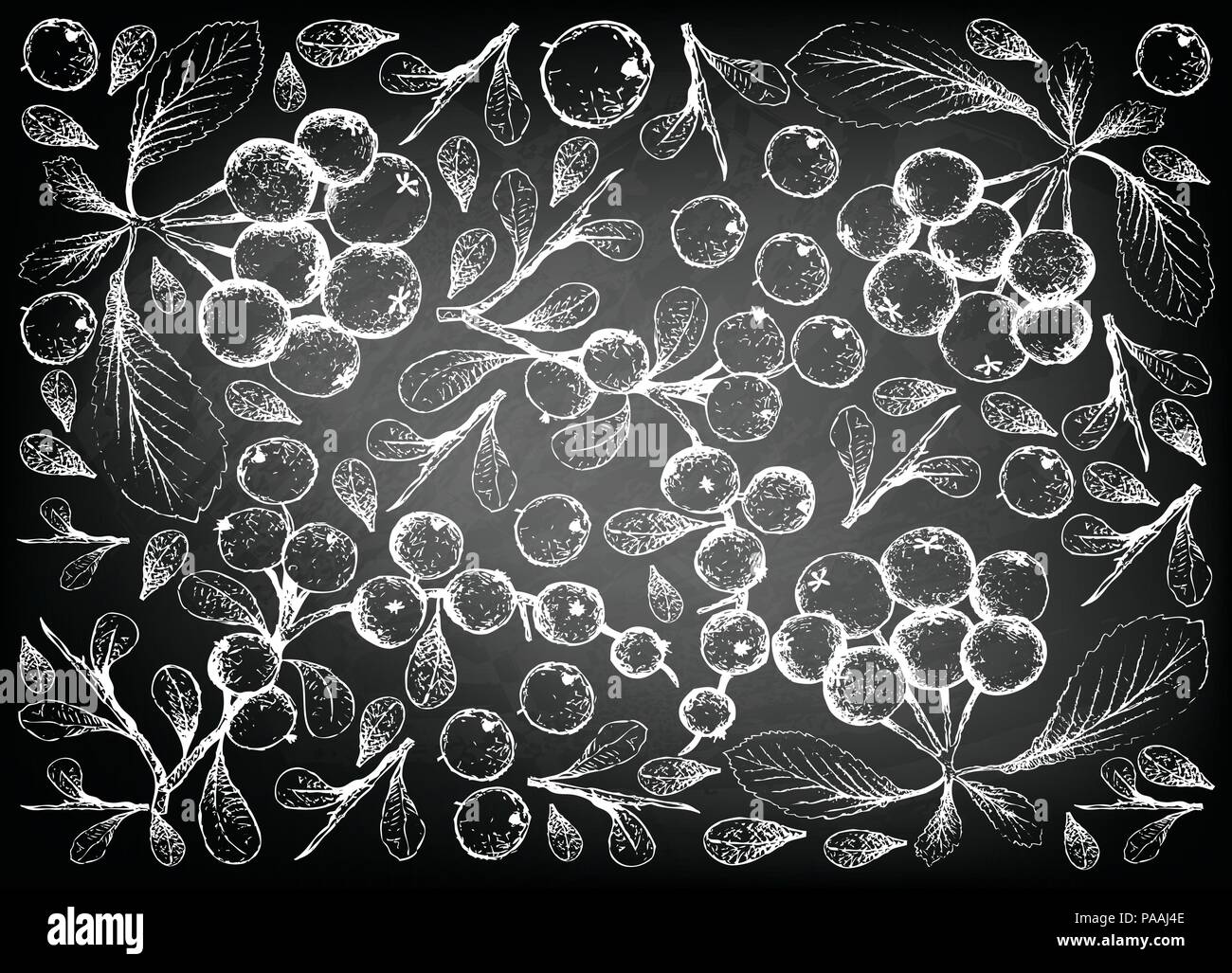 Berry Fruit, Illustration Wallpaper Background of Hand Drawn Sketch of ...