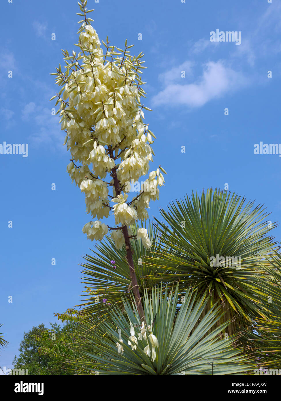 Thompson's yucca Yucca thompsoniana Stock Photo - Alamy