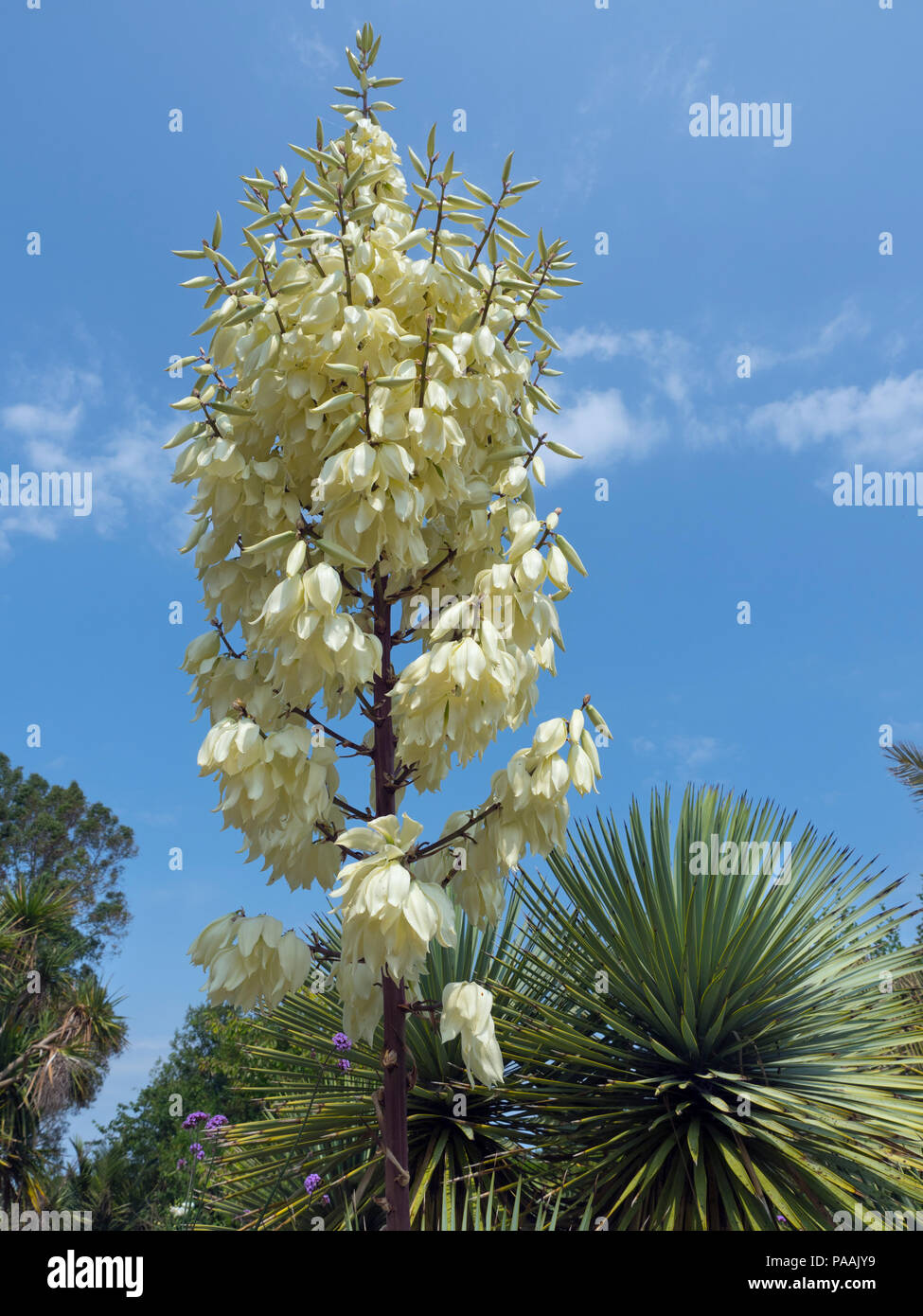 Thompson's yucca Yucca thompsoniana Stock Photo - Alamy