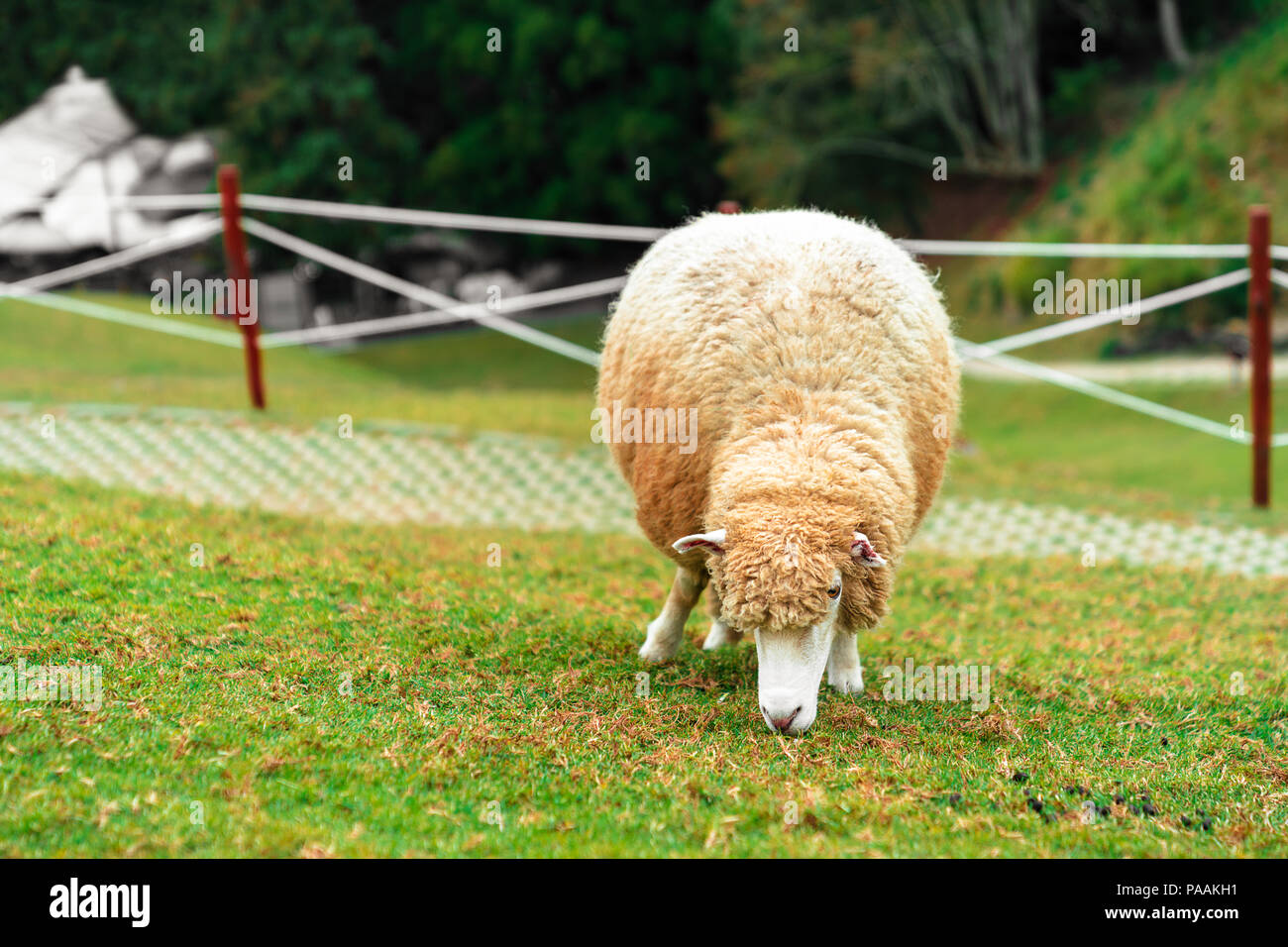 Close up sheep eating grass hi-res stock photography and images - Alamy