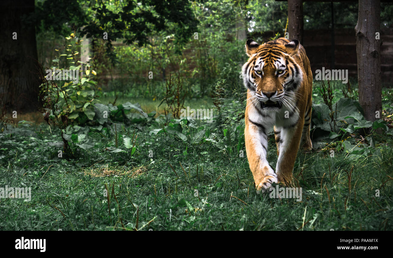Tiger walking toward you hi-res stock photography and images - Alamy