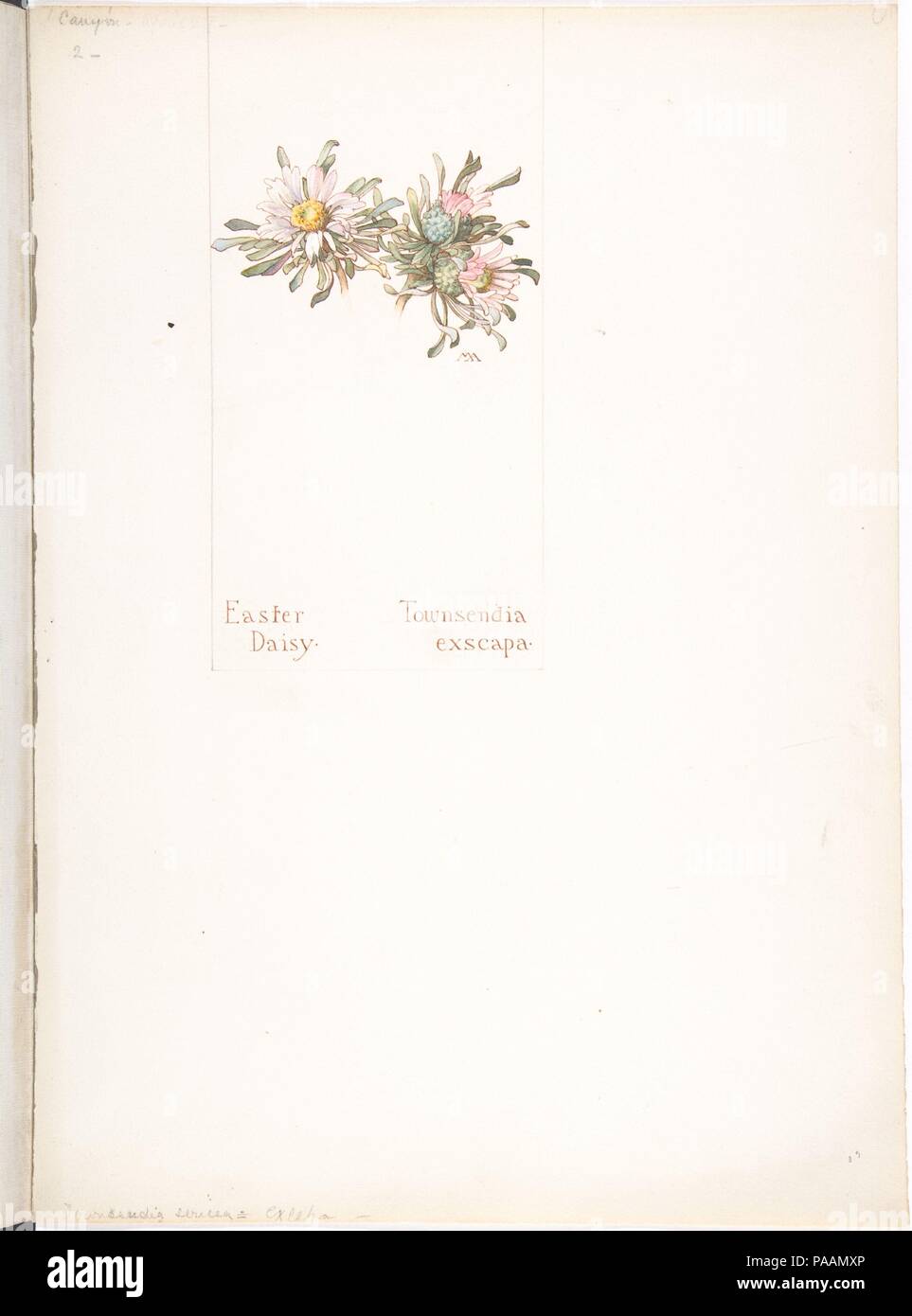 Easter Daisy, Townsendia exscapa. Artist: Margaret Neilson Armstrong ...