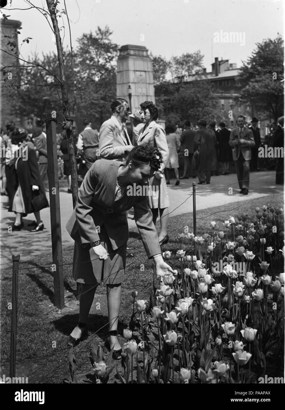 Design tulips Black and White Stock Photos & Images - Alamy