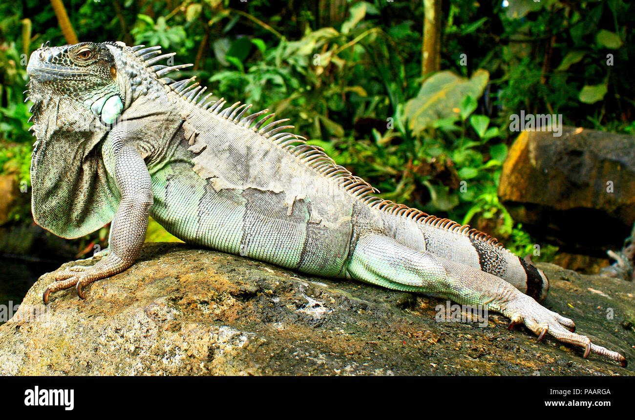 Short neck hi-res stock photography and images - Alamy