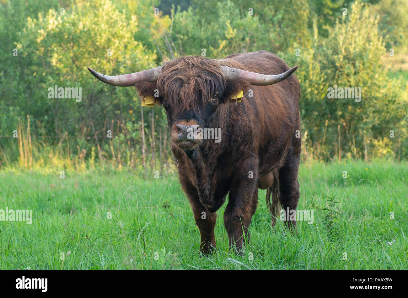 Scottish highland cattle (Bos primigenius taurus). Domestic animal ...