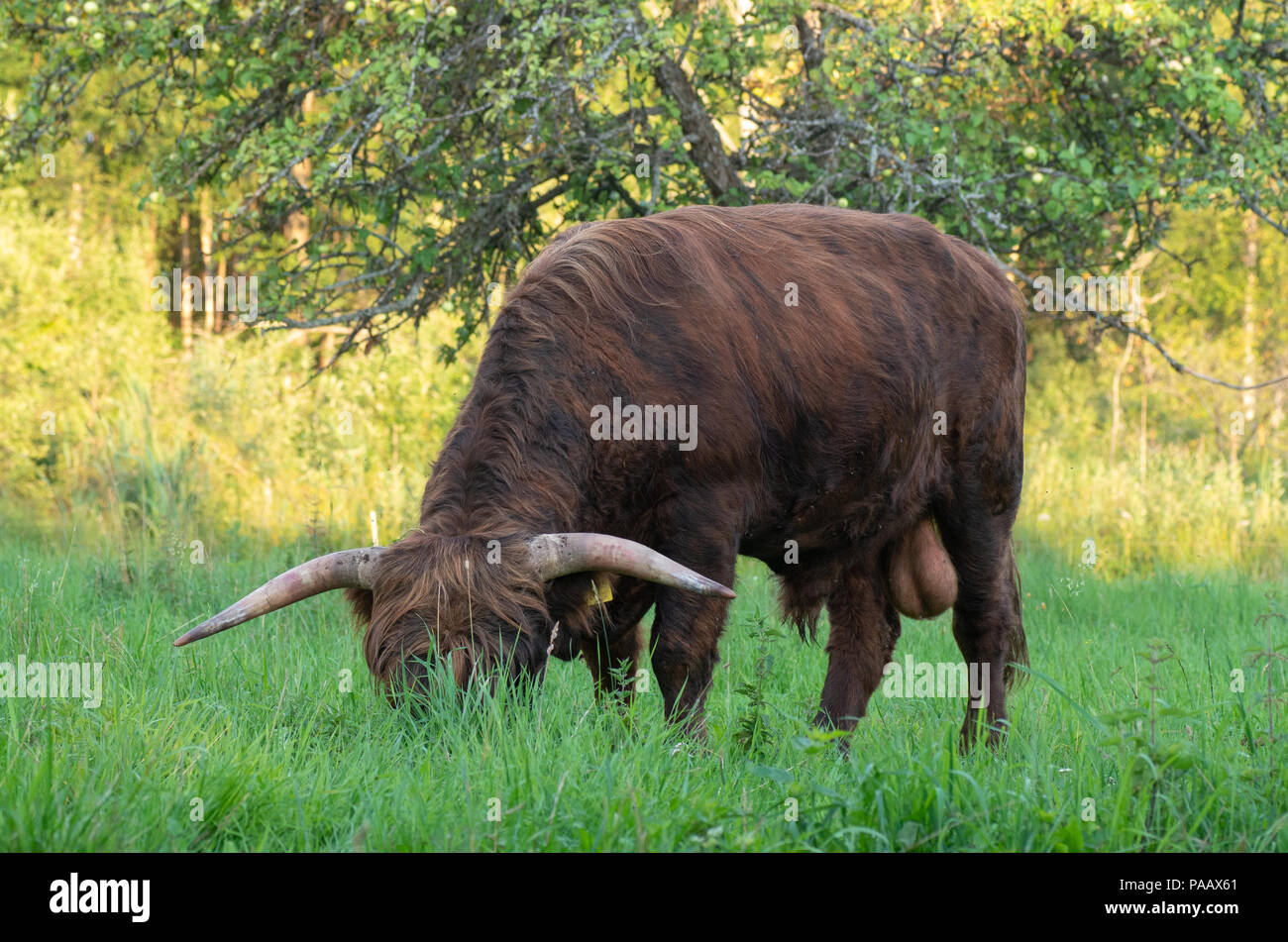 Scottish highland cattle (Bos primigenius taurus). Domestic animal ...