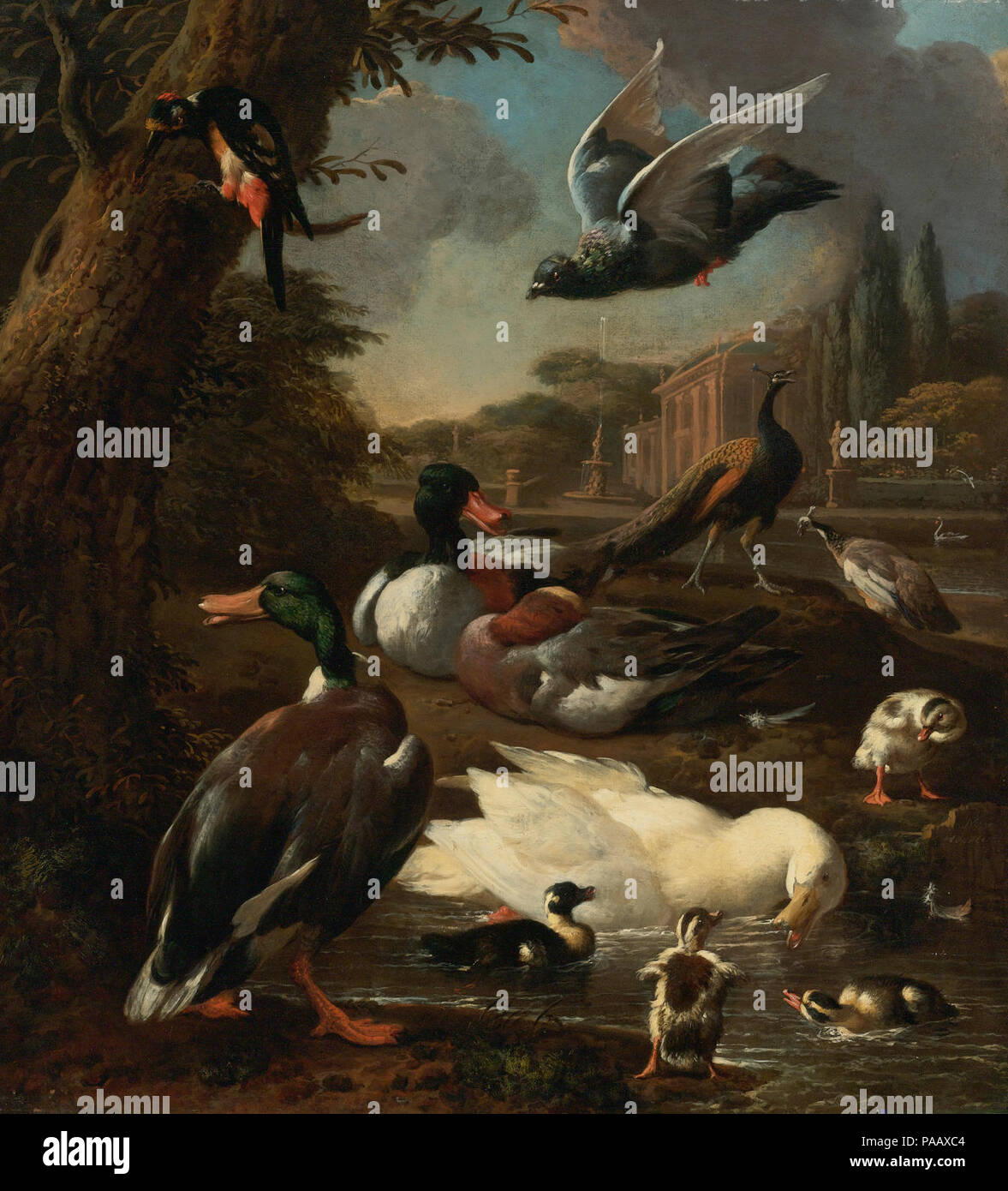 A Peacock, Pigeon, Ducks And Other Birds In a Garden Setting Stock ...