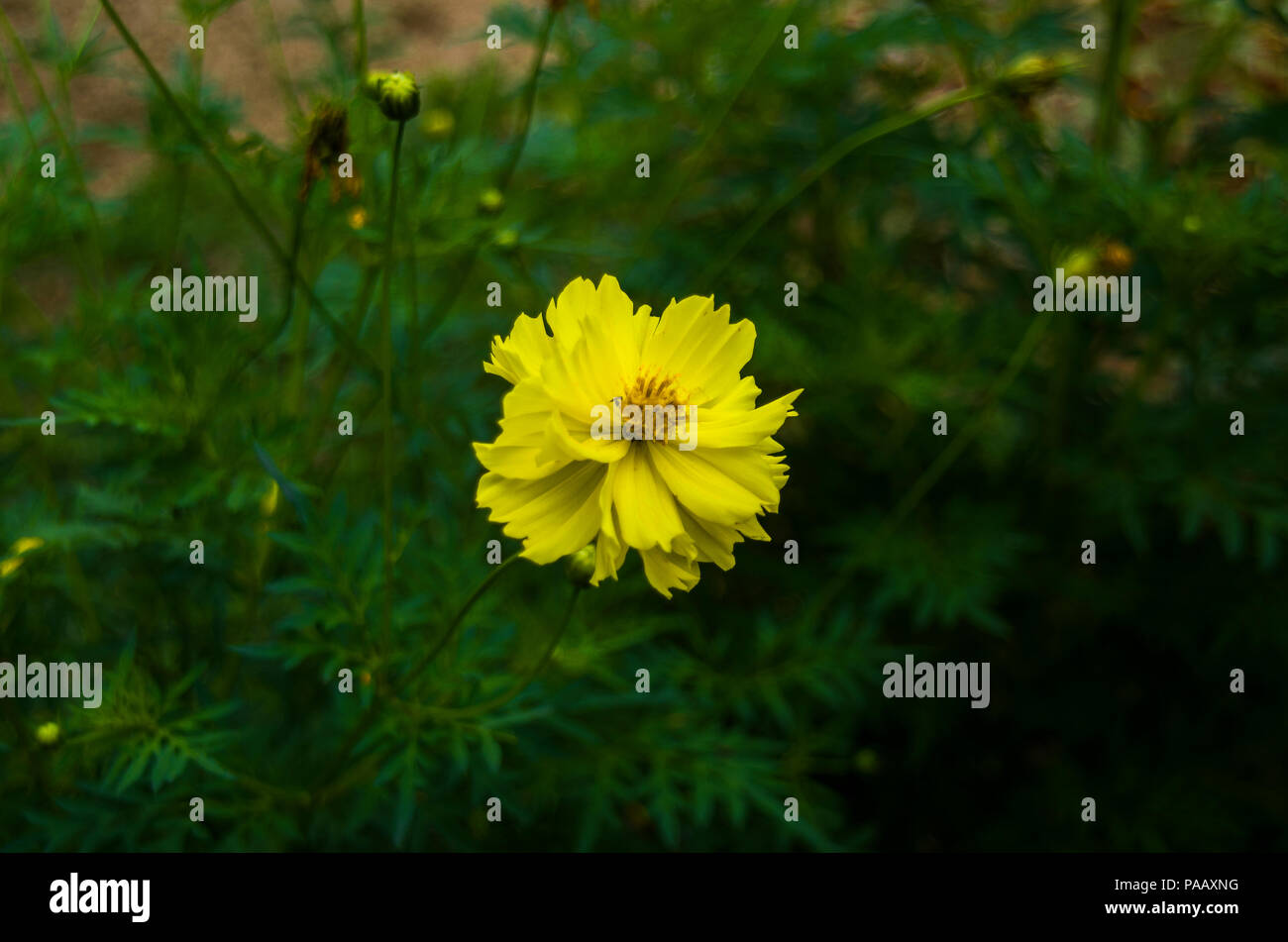 Beautiful of yellow flower head winter season in public park at Chiang ...