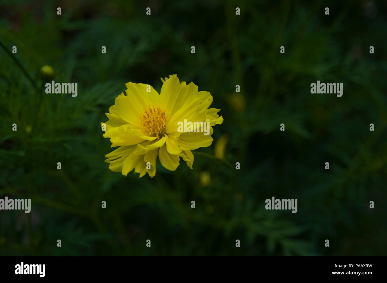 Beautiful of yellow flower head winter season in public park at Chiang ...