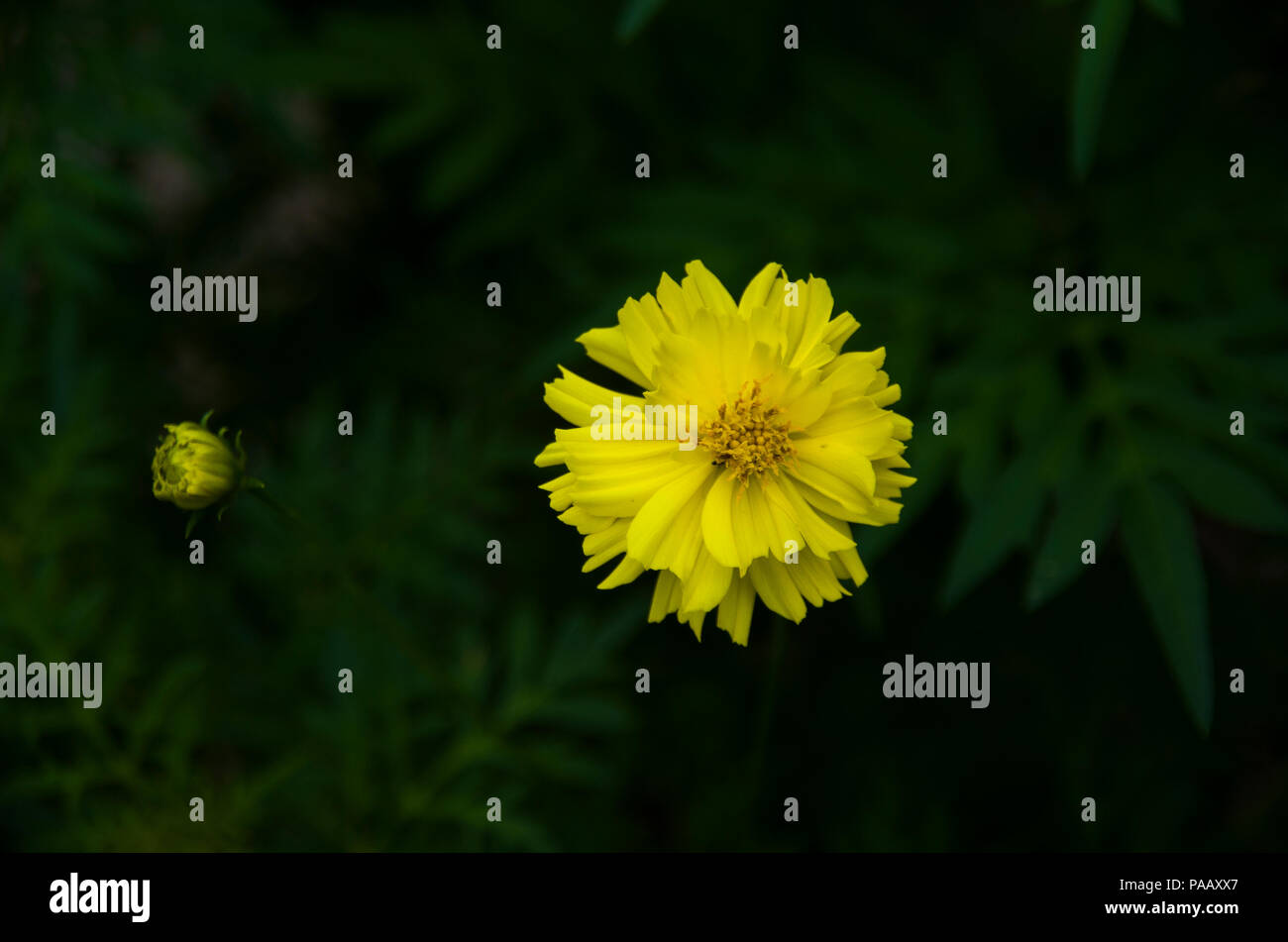 Yellow mai flower hi-res stock photography and images - Alamy