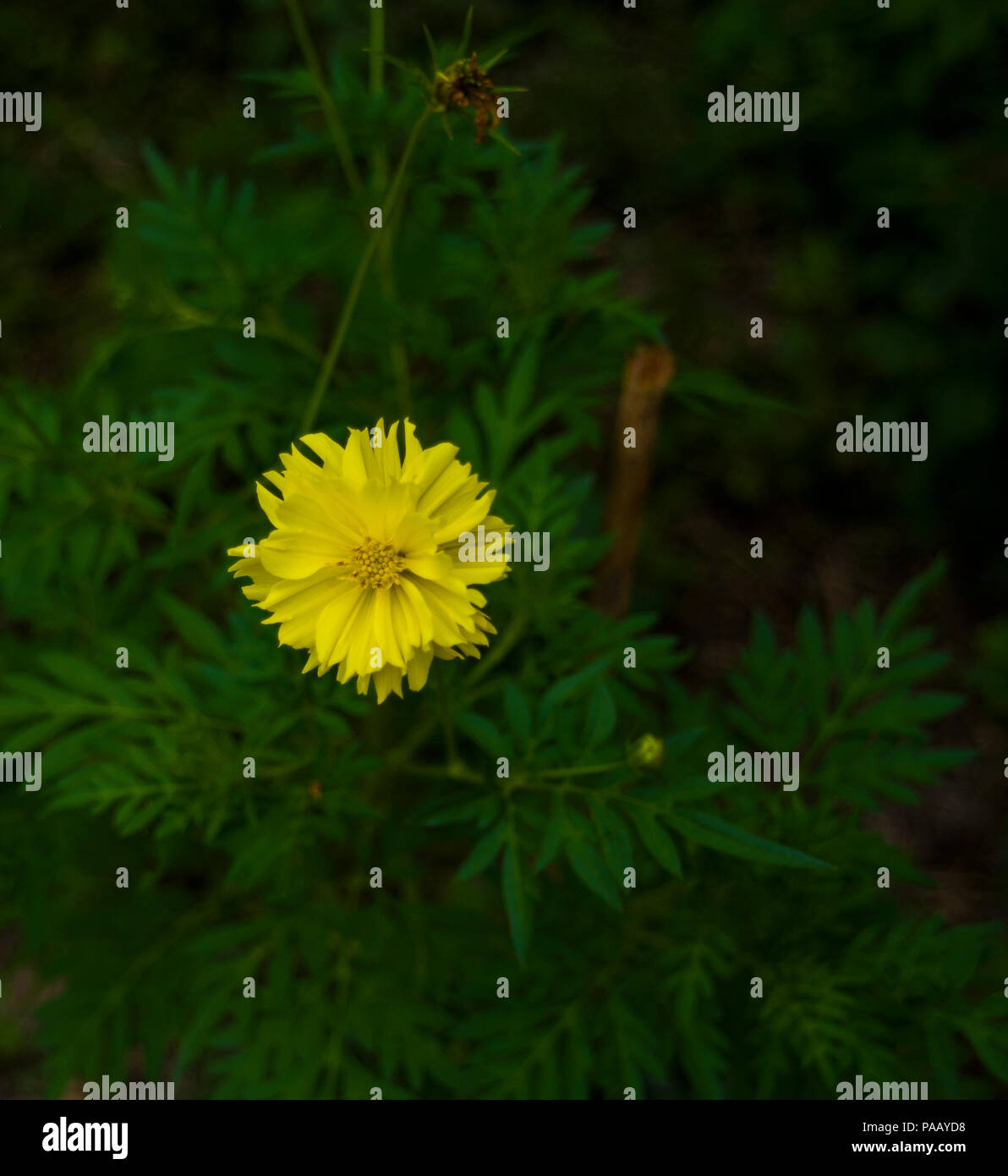 Yellow mai flower hi-res stock photography and images - Alamy