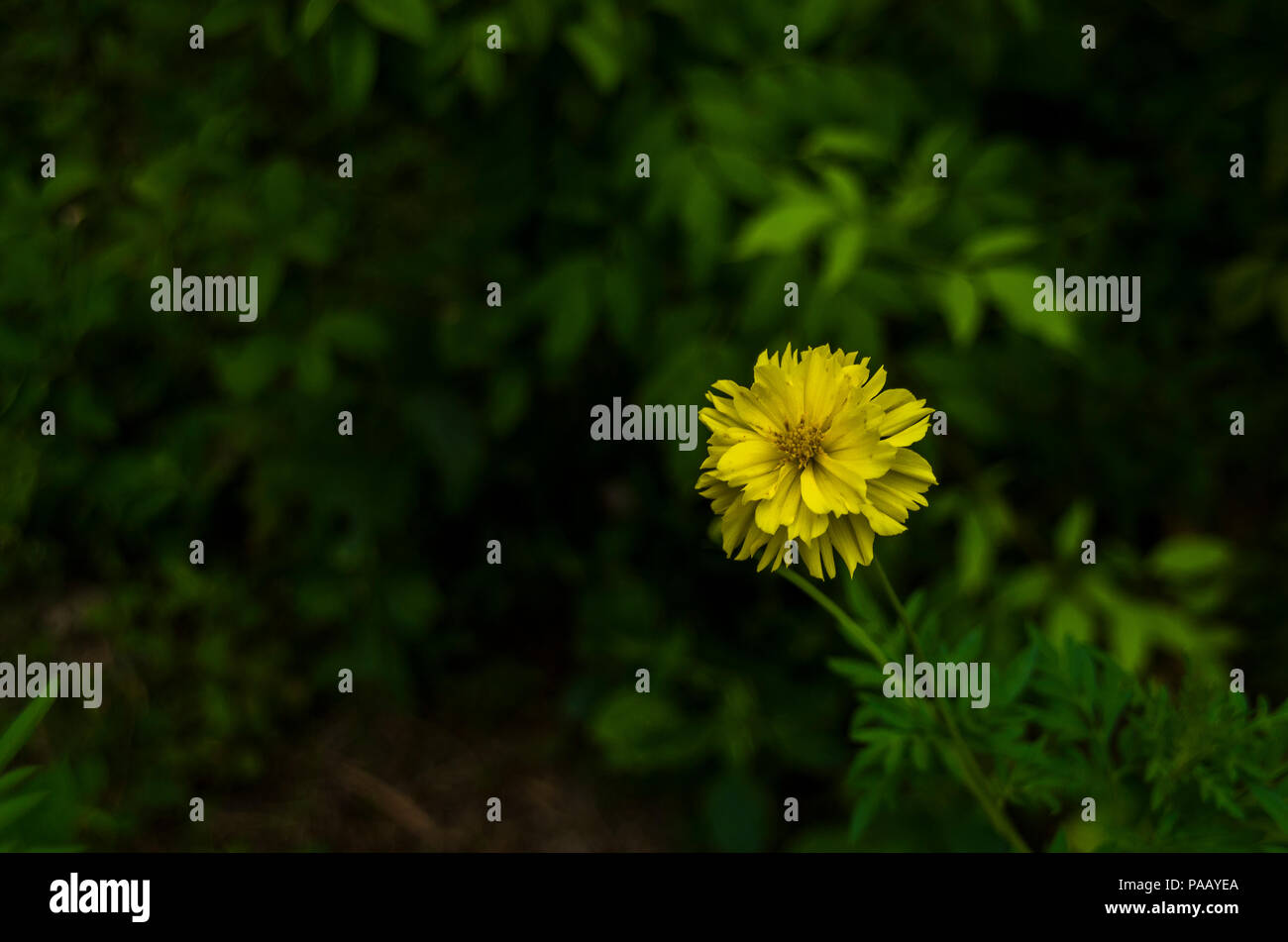 Yellow mai flower hi-res stock photography and images - Alamy