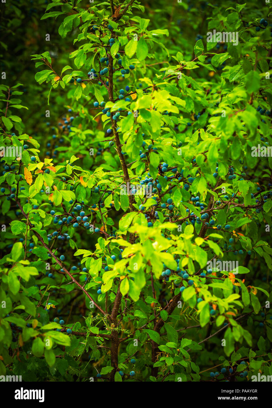 Sloe berry berries gin hi-res stock photography and images - Alamy