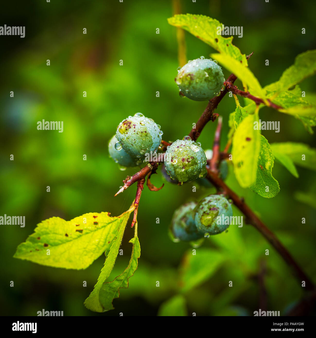 British sloe berries hi-res stock photography and images - Alamy