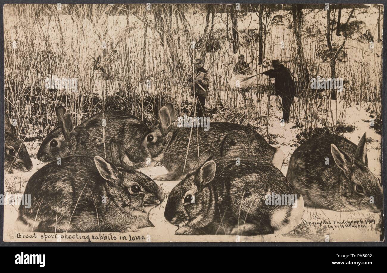 Shooting rabbits hi-res stock photography and images - Alamy