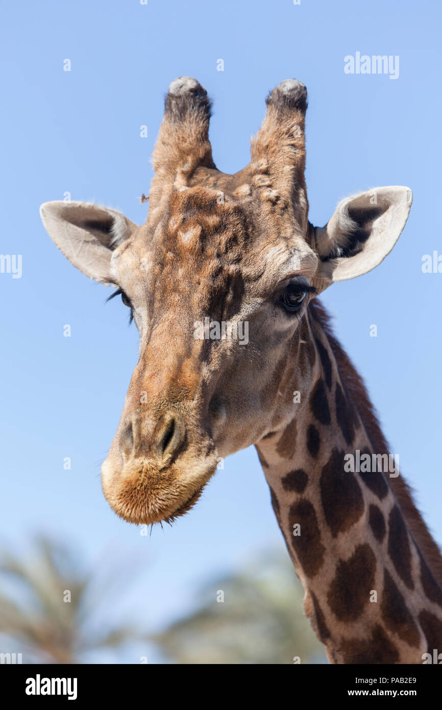 Giraffe nose hi-res stock photography and images - Alamy