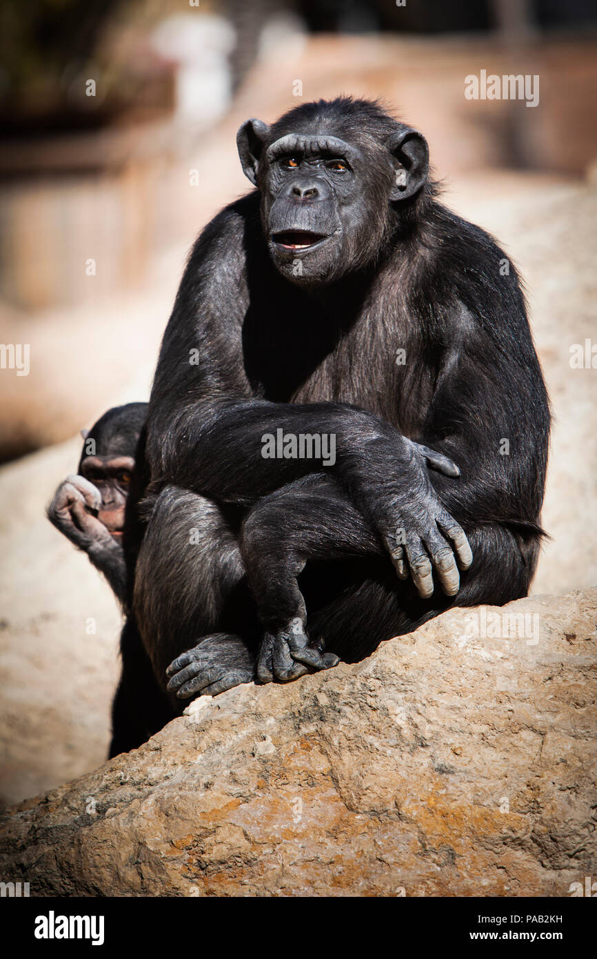 Precious chimpanzee with its breeding Stock Photo - Alamy