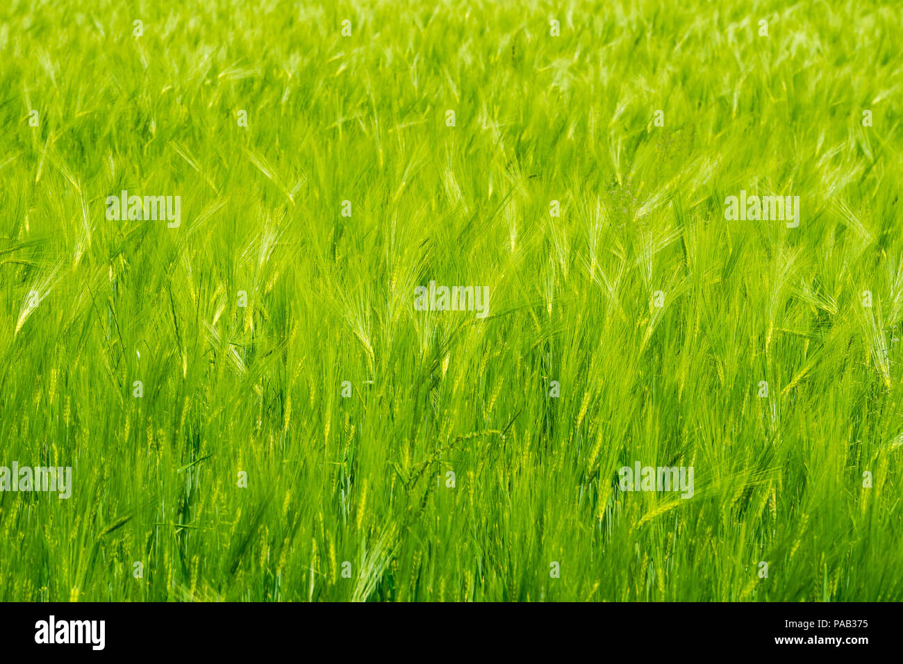 Inside a green field of rye Stock Photo - Alamy