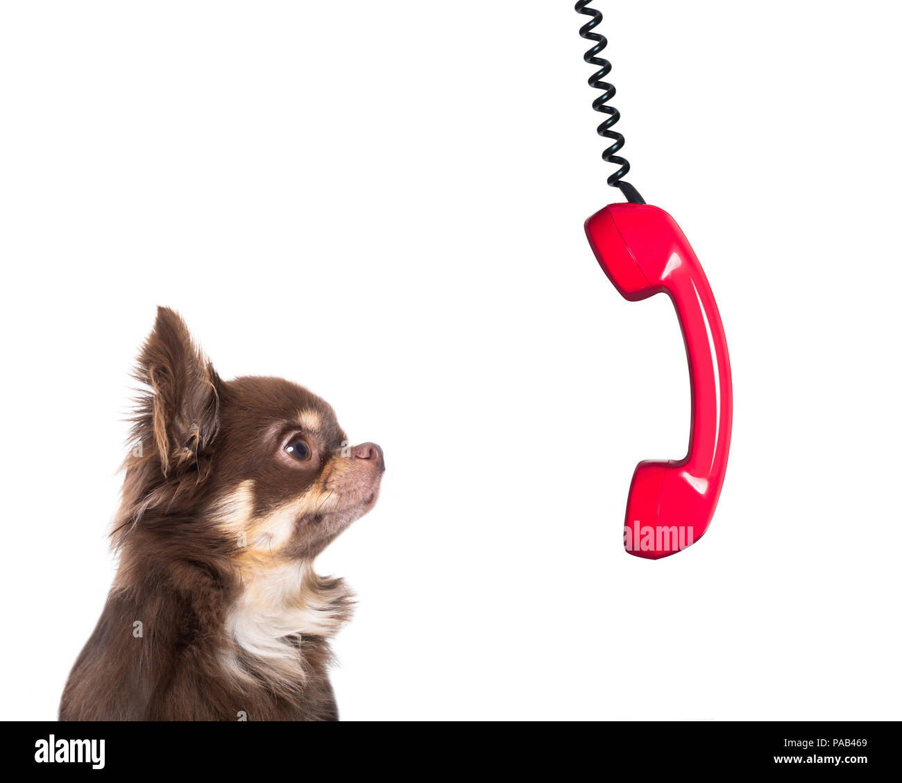 office businessman chihuahua dog as boss and chef , busy and burnout ...