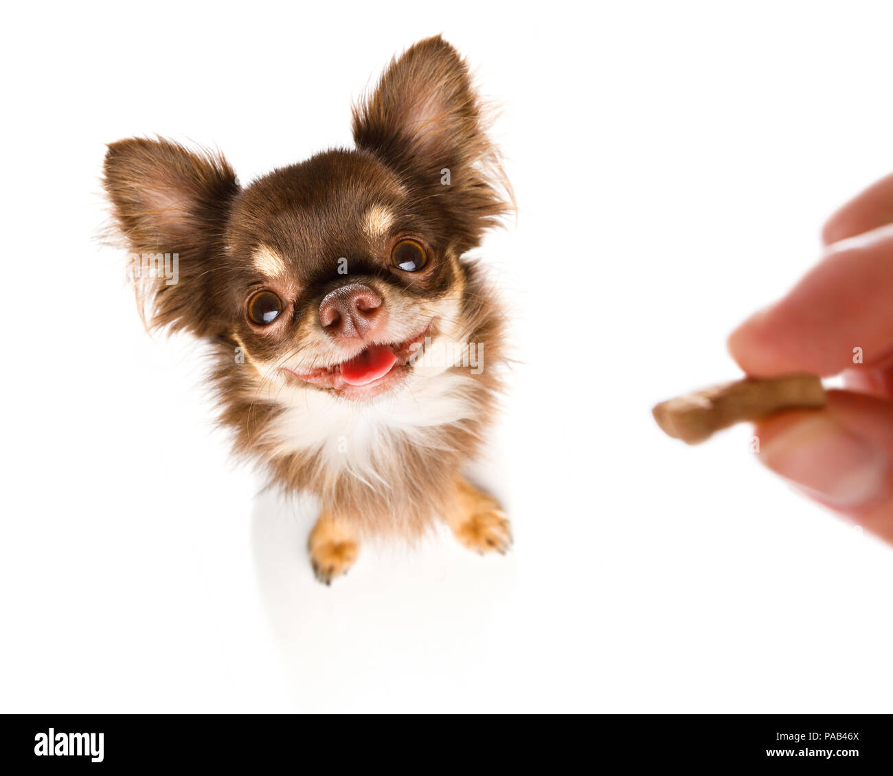 Chihuahua cookie hi-res stock photography and images - Alamy
