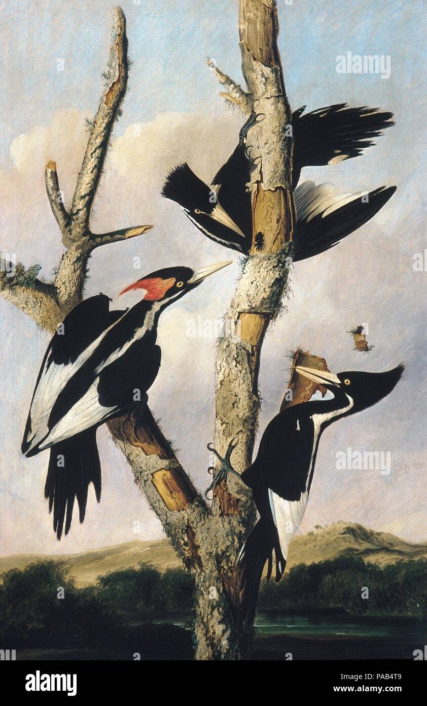Ivory billed woodpecker hi-res stock photography and images - Alamy