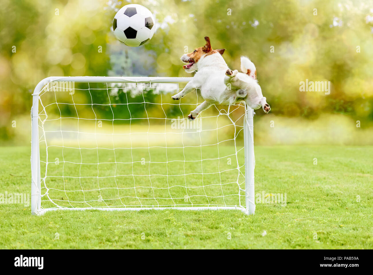 Jumping dog hi-res stock photography and images - Alamy