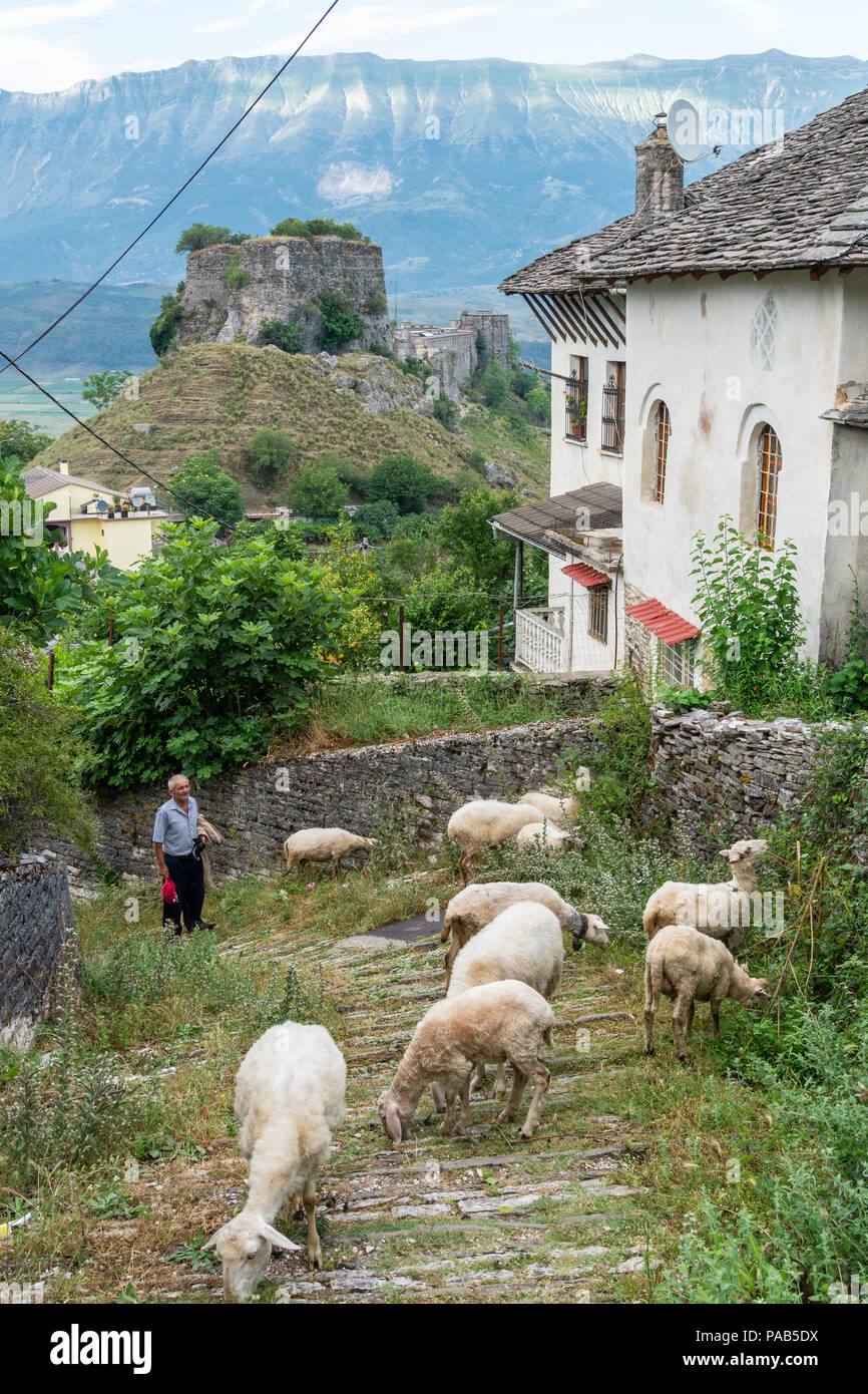 Sheep house lane hi-res stock photography and images - Alamy