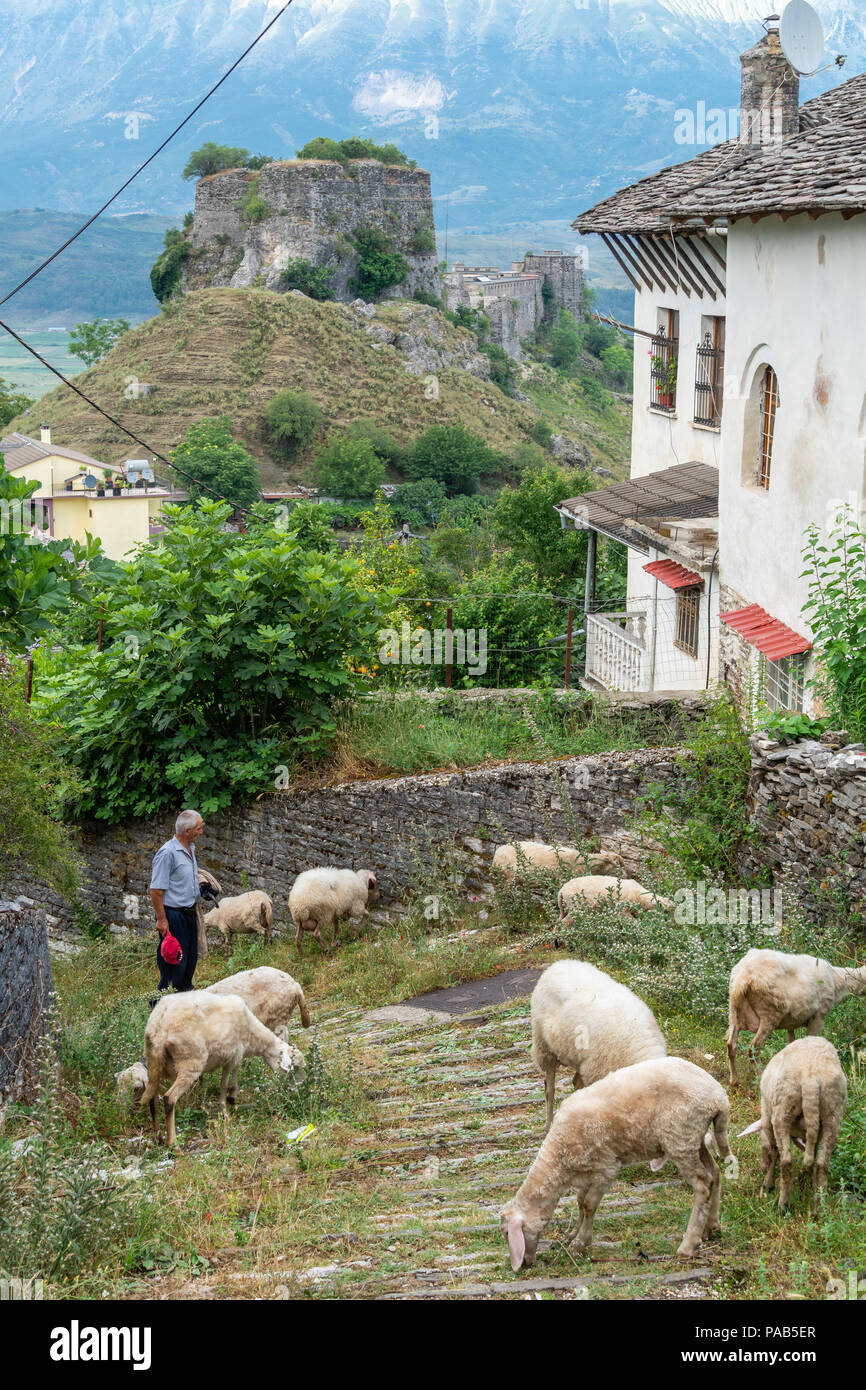 Balkan sheep hi-res stock photography and images - Alamy
