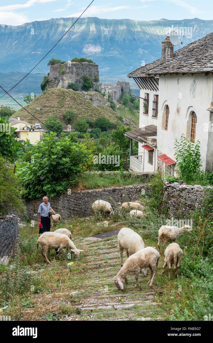 Balkan sheep hi-res stock photography and images - Alamy