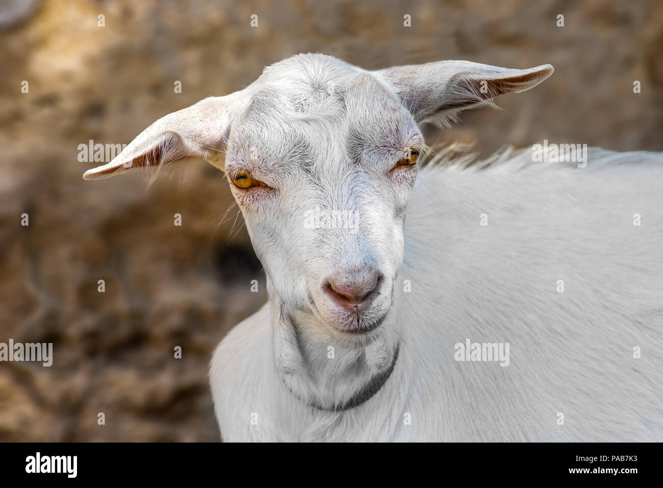 Without horns hi-res stock photography and images - Alamy
