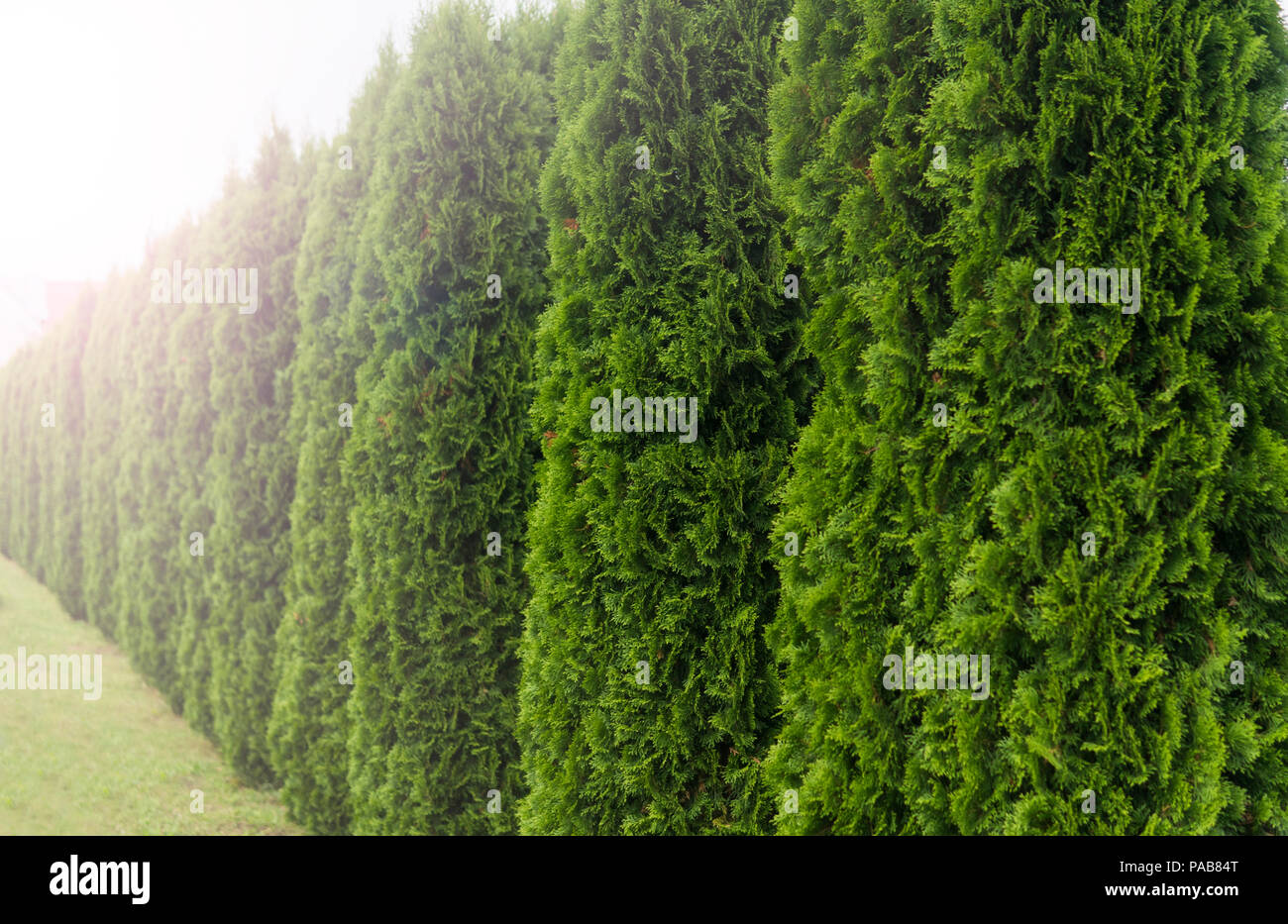 Green hedge of thuja trees. Green hedge of the tui tree. Nature ...