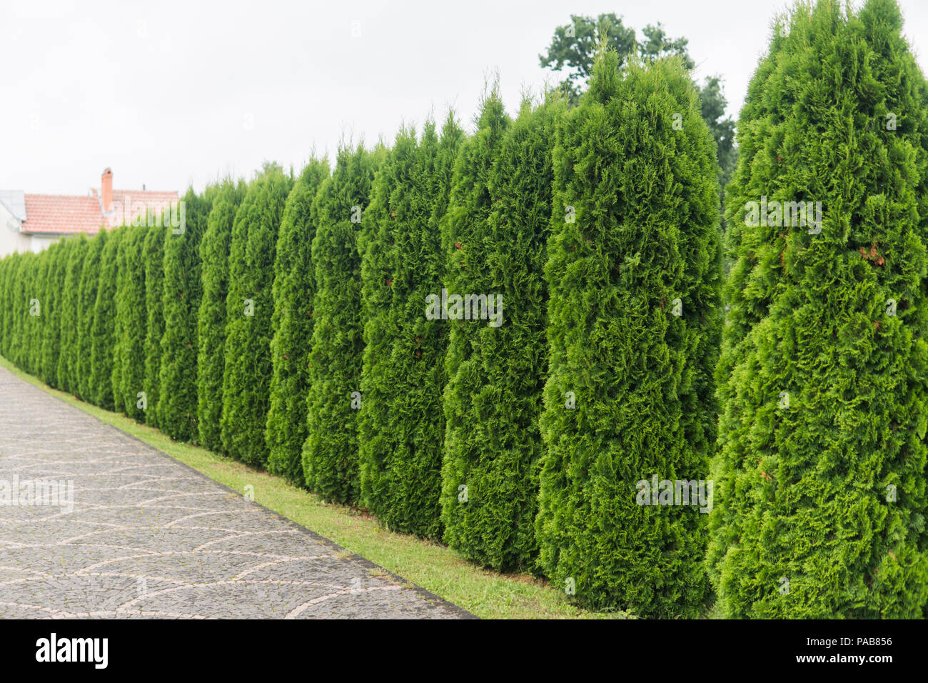 Green hedge of thuja trees. Green hedge of the tui tree. Nature ...