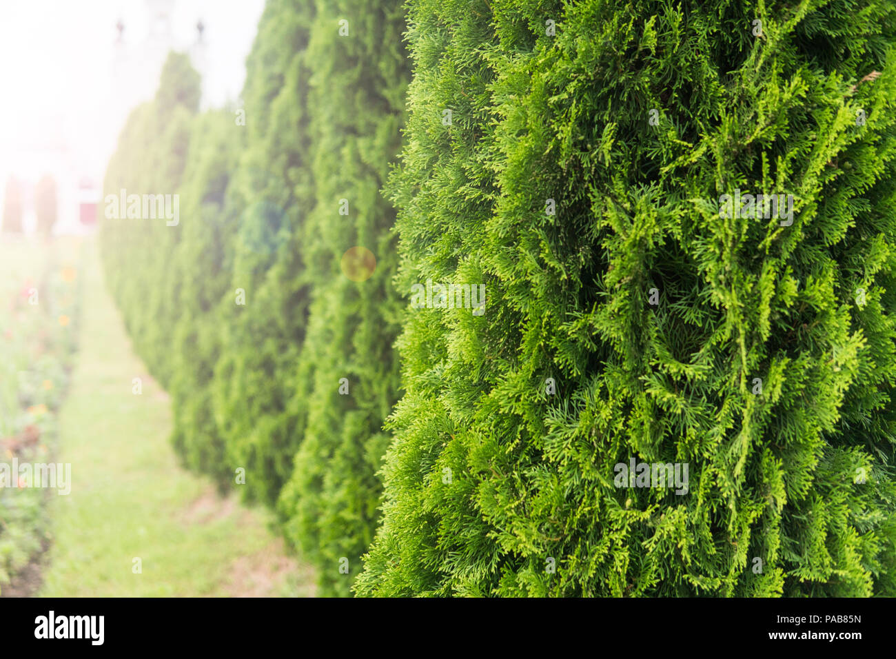 Green hedge of thuja trees. Green hedge of the tui tree. Nature ...