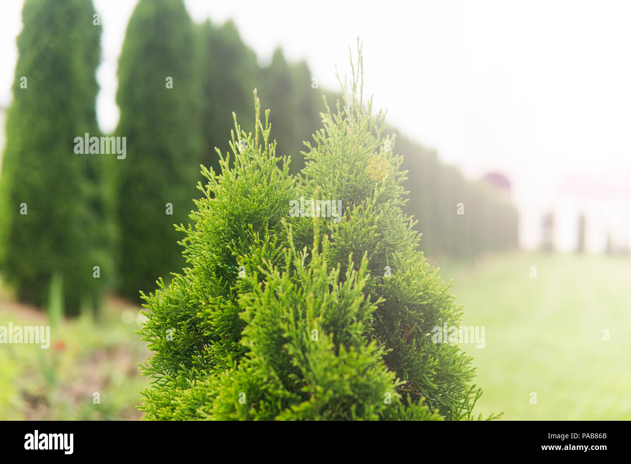 Green hedge of thuja trees. Green hedge of the tui tree. Nature ...