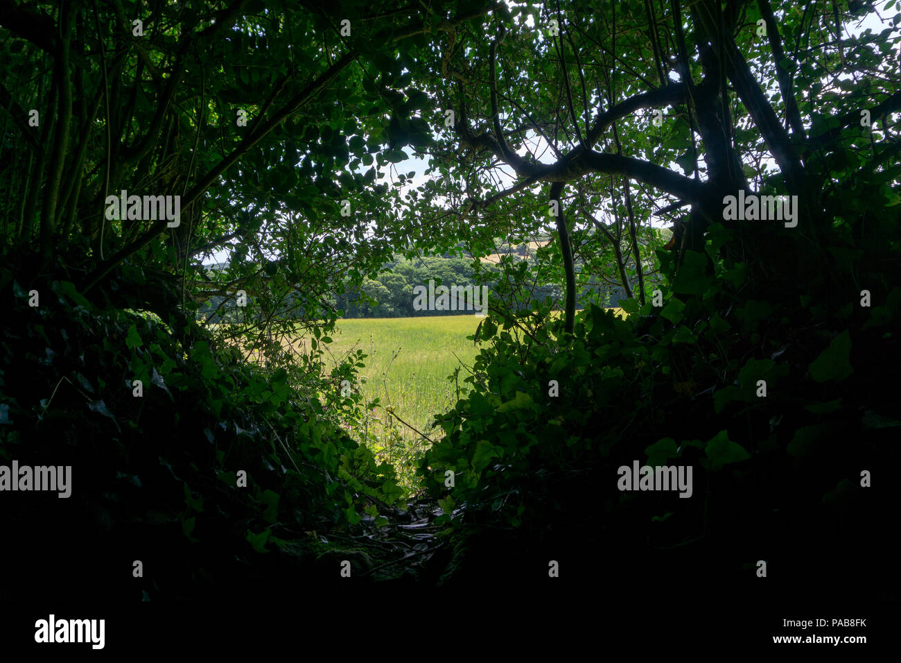 Hedge hedgerow leaves pasture hi-res stock photography and images - Alamy