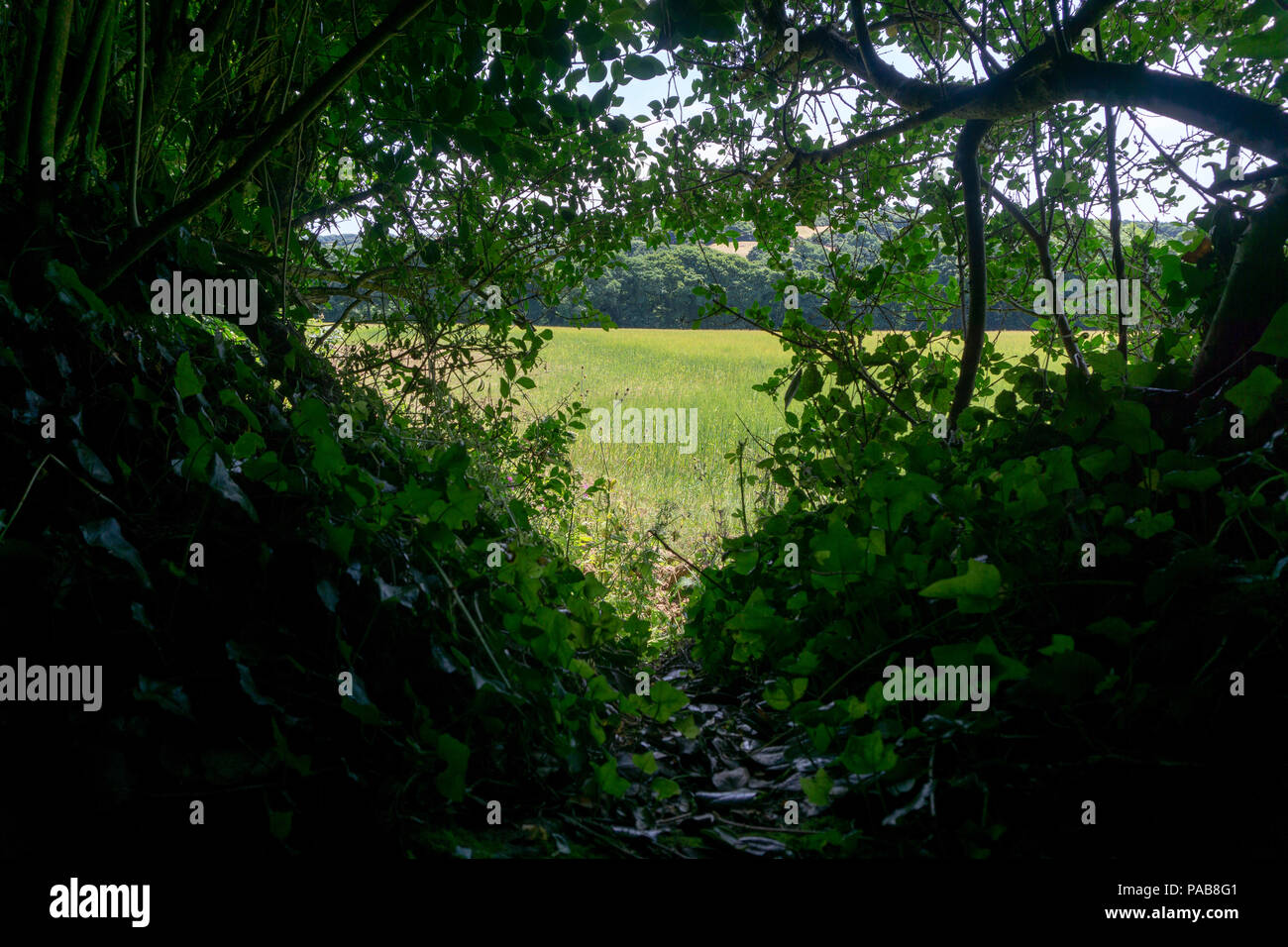 Hedge hedgerow leaves pasture hi-res stock photography and images - Alamy