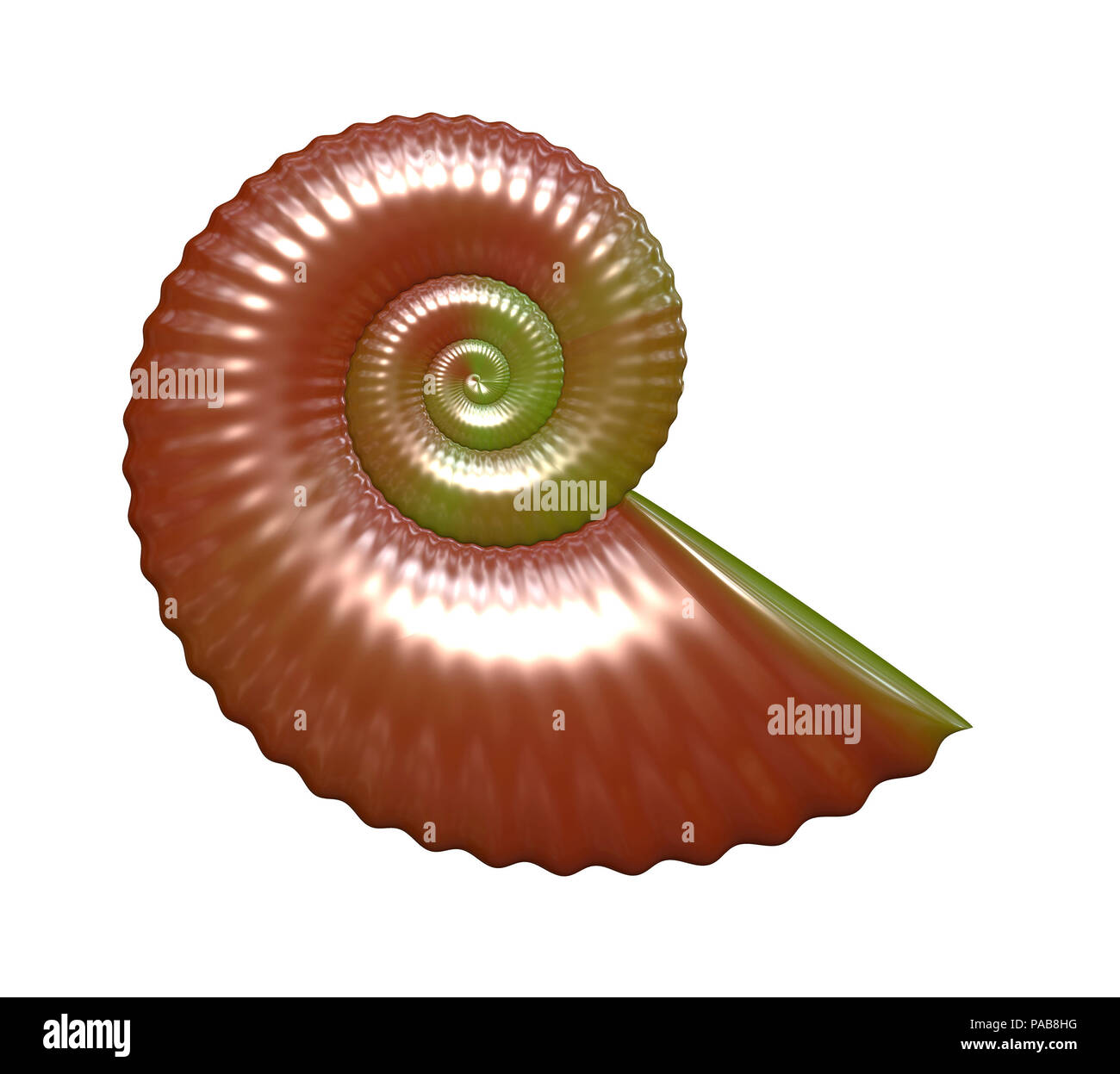 An illustration of a beautiful sea shell Stock Photo - Alamy