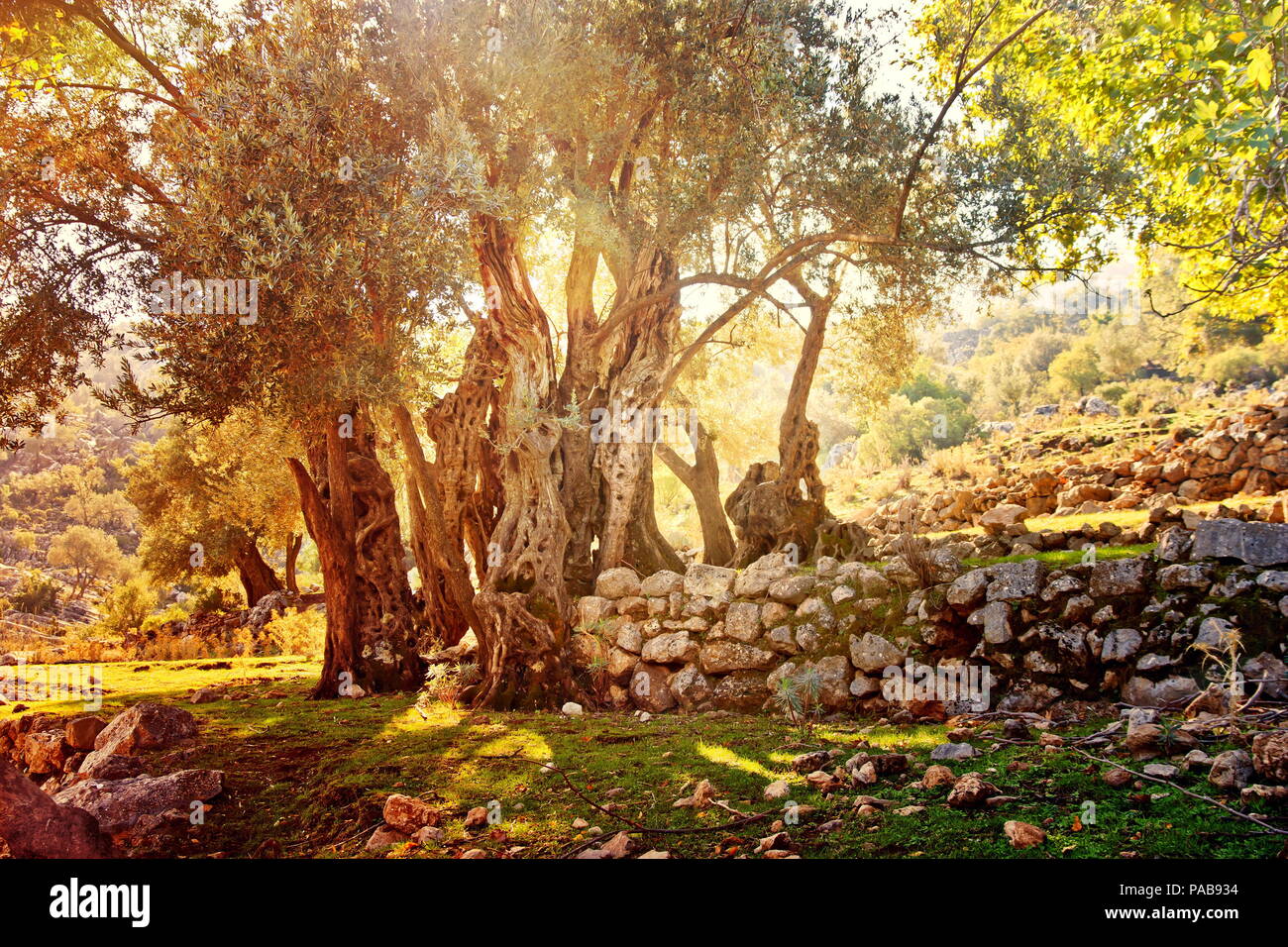 Olive trees at sunset in Turkey Mugla Stock Photo - Alamy