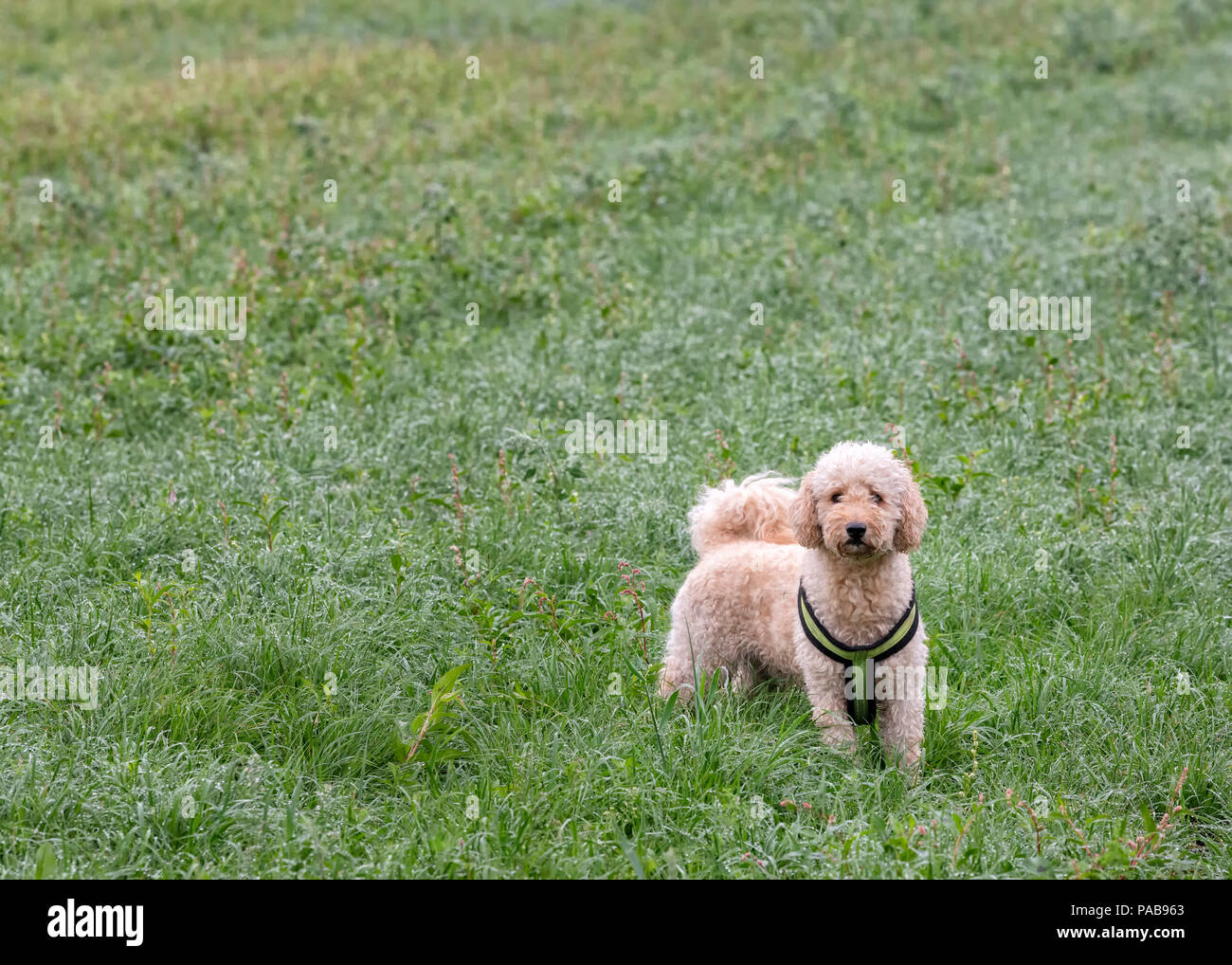 Beautiful happy looking Labradoodle dog, playing in a green field near ...