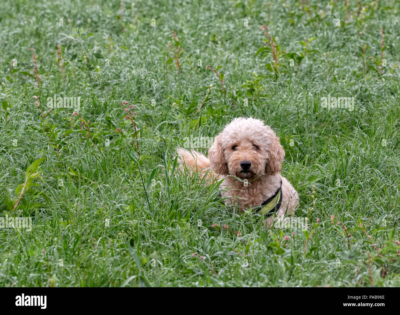 Beautiful happy looking Labradoodle dog, playing in a green field near ...