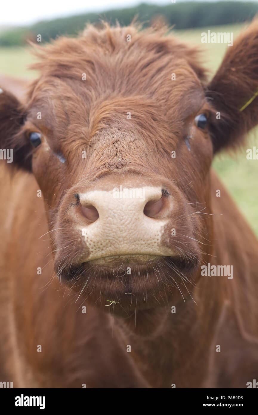 cow looking at camera Stock Photo - Alamy
