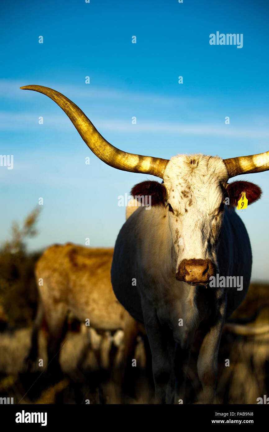 Longhorn cow standing in shadow Stock Photo - Alamy