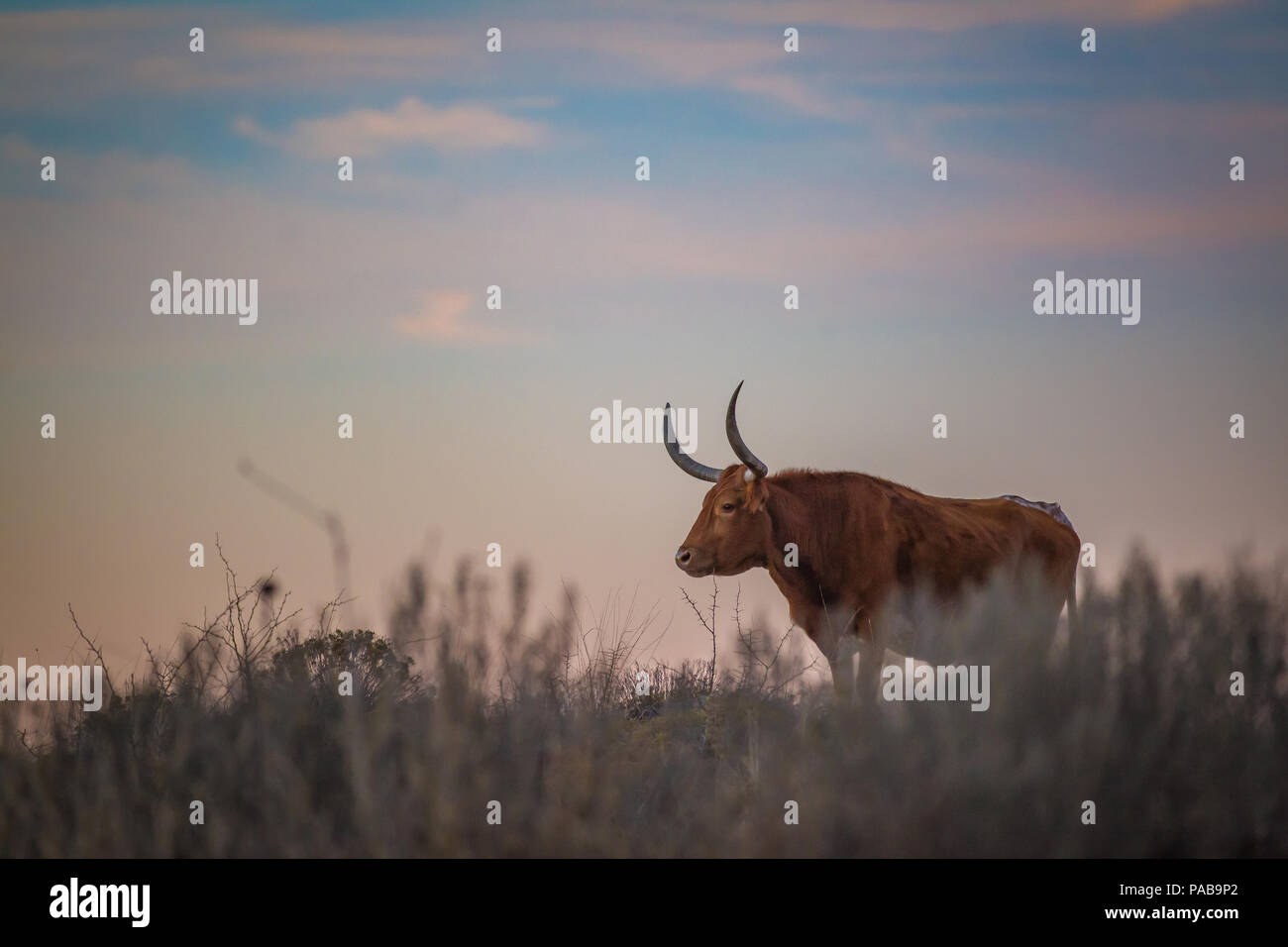 Longhorn cow hi-res stock photography and images - Alamy